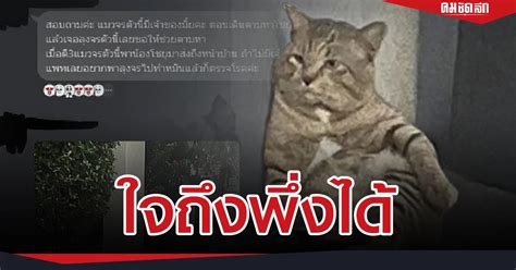 ใจถงพงได สาว บอก แมวจร ใหชวยหาแมวรก กอนพาแมวทหายมาสงตอนต คมชดลก