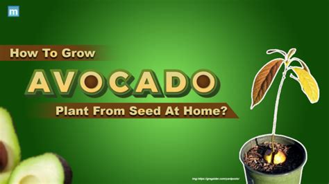 How To Grow An Avacodo Plant From Seed At Home Care