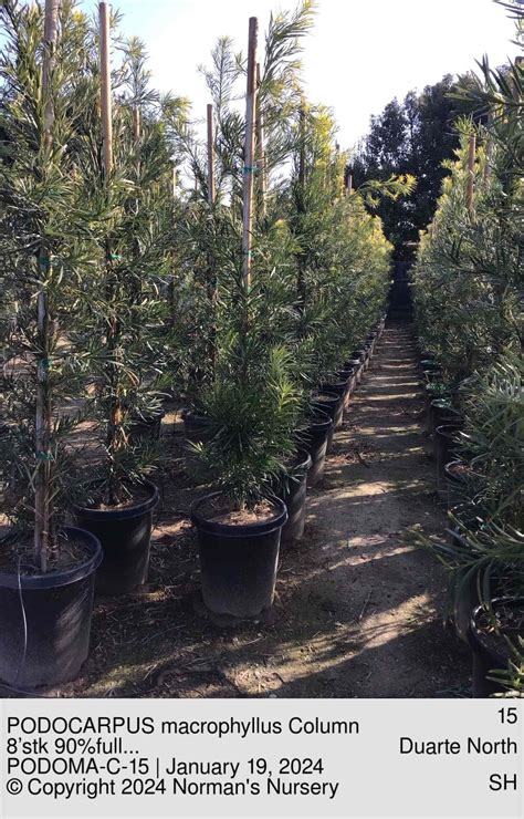 Podocarpus Macrophyllus Column Norman S Nursery