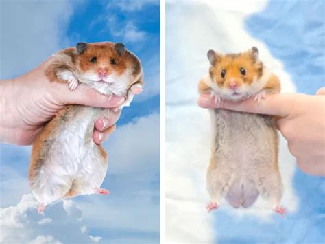 Hamster Male Vs Female What Is The Difference VIVO Pets