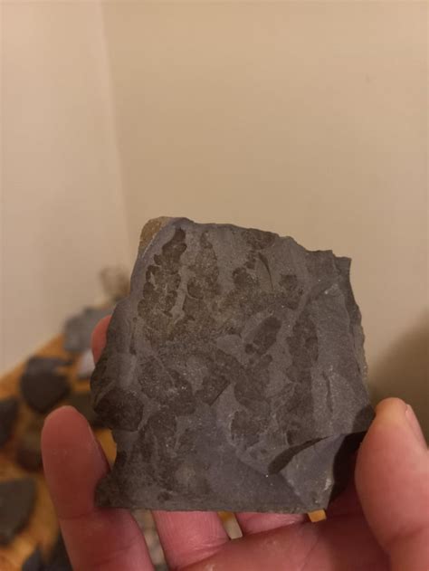 Fossil Trunk R Fossils