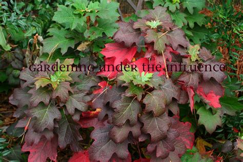 Gardening Under The Influence The Amazingly Beautiful Oakleaf Hydrangea