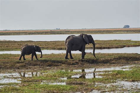 Botswana Opens Forensic Laboratory To Combat Wildlife Crime Africa