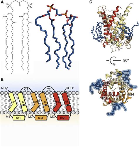 Structures Of Cardiolipin And The Adp Atp Carrier A Chemical And
