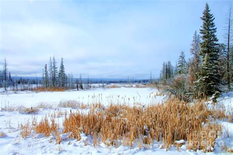 Winter Marsh Photograph By Roland Stanke Fine Art America