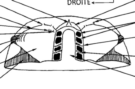 Vue inférieure os frontal Diagram Quizlet