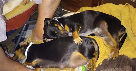 Daddy Curled Up Holding On To Mama Day Or 2 Before She Gave Birth