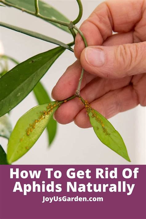 How To Get Rid Of Aphids Guide
