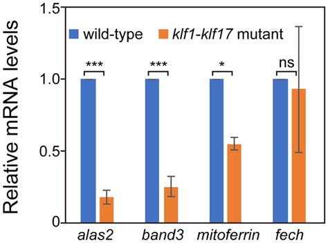 Expression Levels Of Haematopoietic Genes In The Klf1 Klf17 Mutant