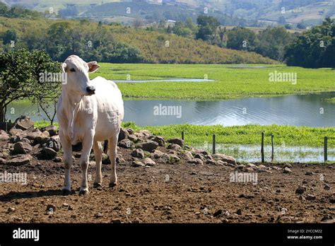 Cattle Nellore In Confinement On A Farm In Countryside Of Brazil Cattle For Fattening Stock