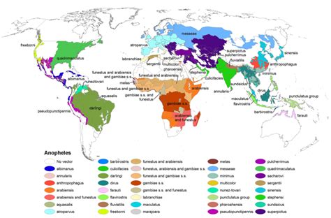 Which Mosquitoes The Threat Of Mosquito Borne Malaria
