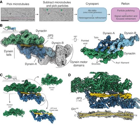 Cryo Em Structure Of Dynein Dynactin Jip3 On Microtubules A Overview