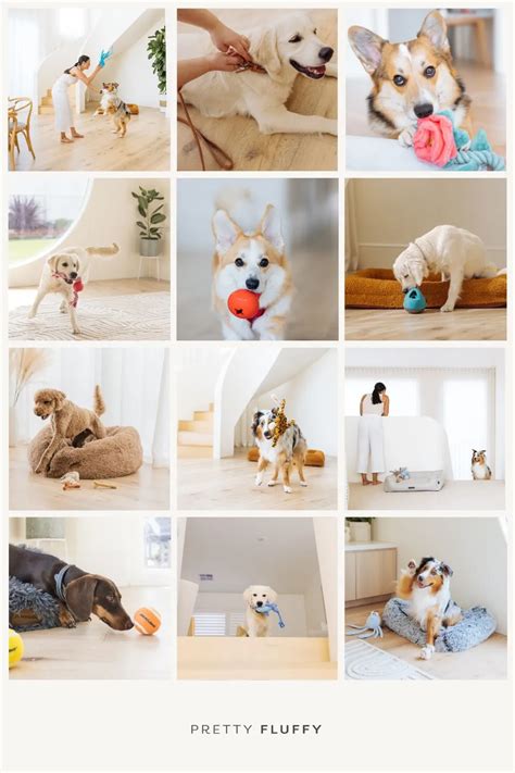 15 Fun And Easy Ways To Mentally Stimulate Your Dog Pretty Fluffy The