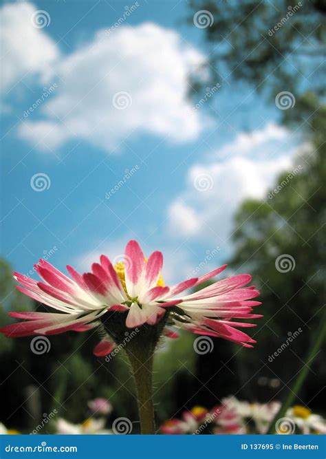 Summer Daisy Stock Image Image Of Daisy Rural Nature 137695