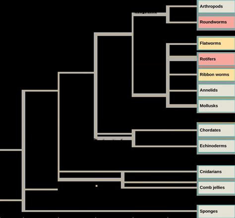 Simple Animal Classification Chart