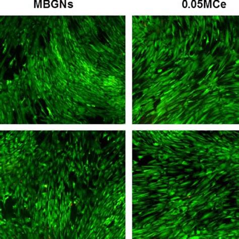 Fluorescence Microscopy Based Evaluation Of Cell Growth Patterns Scale Download Scientific
