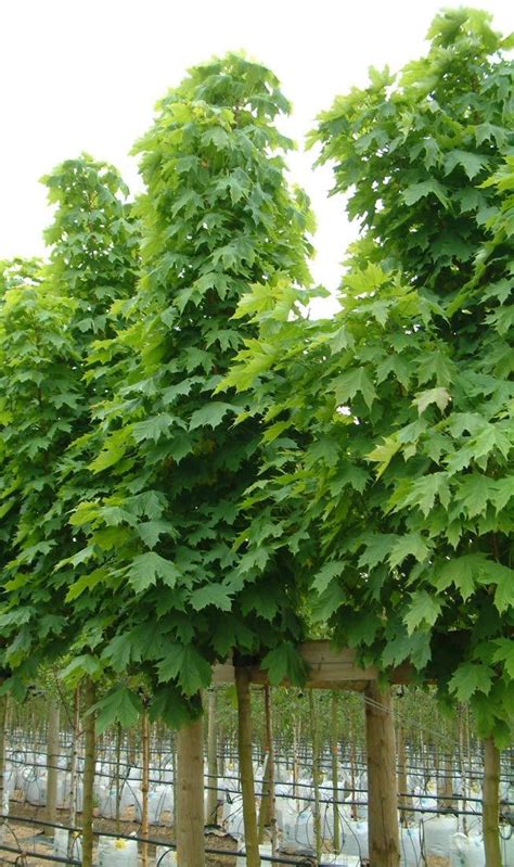 Trees That Grow In A Column At Barbara Ridgley Blog