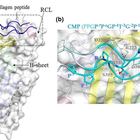 A Model Of Human Hsp47 Complexed With Triple Helical Collagen Peptide