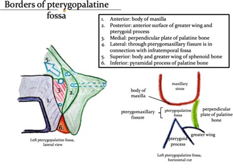 Maxillary Surface Of Greater Wing Of Sphenoid Bone Facies