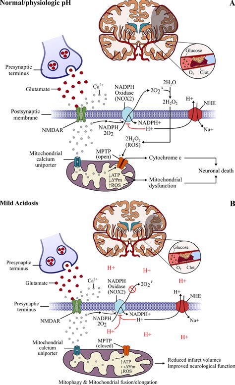 Ab Illustrations Summarizing The Potential Neuroprotective Mechanisms