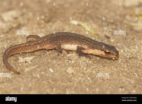 Natural Closeup On A Terrestrial Juvenile European Common Smooth Newt Lissotriton Vulgaris In