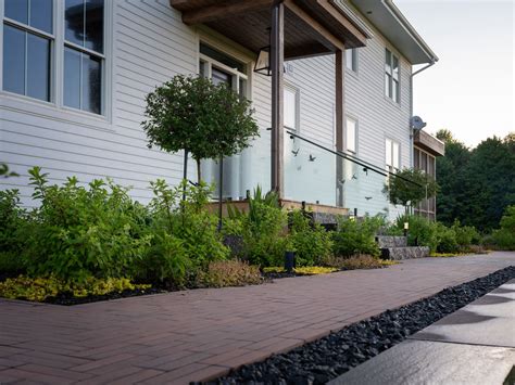 Top 10 Easy To Grow Dog Safe Perennials For A Pet Friendly Garden