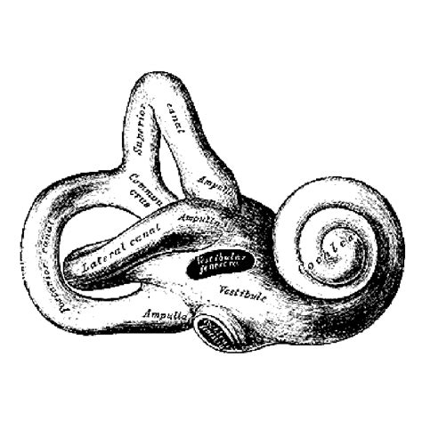Sinusitis And Labyrinthitis