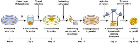 瑞孚迪自动化系统，助3d类器官培养与检测“智”在必得！ 知乎