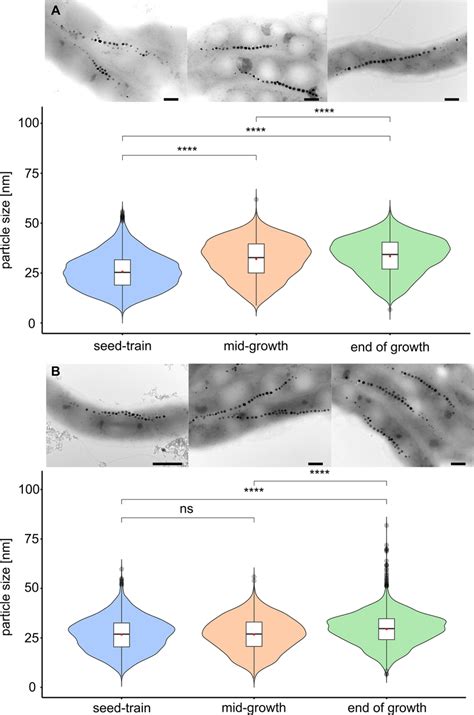 A Transmission Electron Micrographs Of Representative Cells Scale Bar