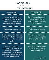 Metaphase Differbetween