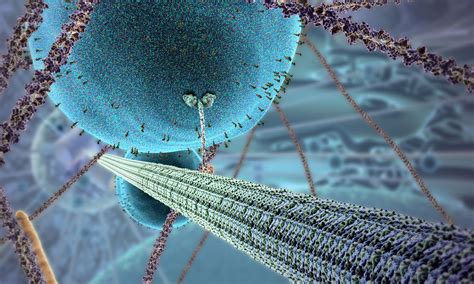 Medical Illustration John Liebler Kinesin Motor Protein Medical And Scientific Video Animation