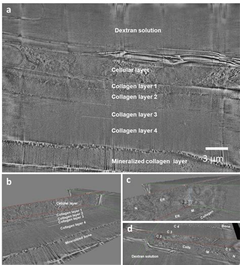 Cryofib Sem Volume Imaging A Single Secondary Electron Se Image
