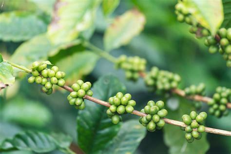 신선한 생 커피 콩 녹색 잎 부시 생태 베리 식물 그린 커피 콩 베리 식물 신선한 생 종자 커피 나무 성장 생태 유기농 농장 녹색 씨앗 열매 수확 아라비카 커피 정원을