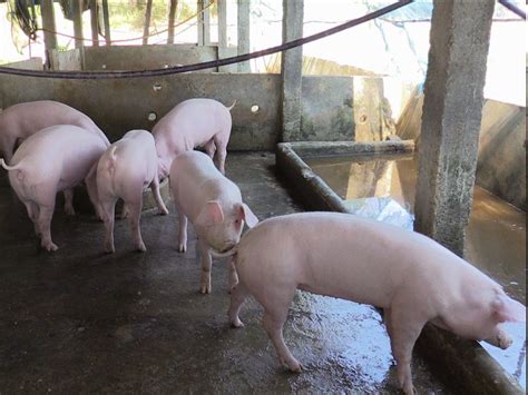 តម្លៃ ជ្រូក រដូវ ភ្ជុំ បិណ្ឌ ឆ្នាំ នេះ ធ្លាក់ ចុះ បើ ធៀប នឹង ឆ្នាំ មុន