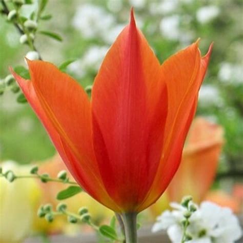 Ballerina Tulip Bulbs Buy Online Landlife Wildflowers