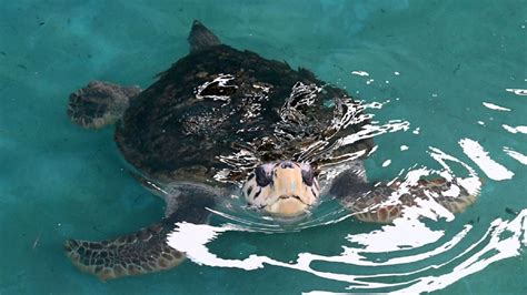 Impresionantes Avances Del Tortugo Jorge Para La Conquista De Su