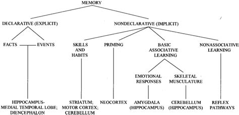 Long Term Memory Brain Location