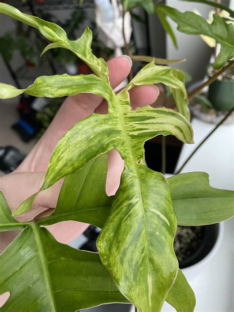 This Leaf On My Philo Glad Hands 🥲 R Rarehouseplants