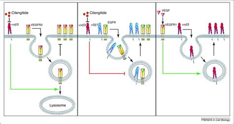 Regulation Of Membrane Traffic By Integrin Signaling Trends In Cell