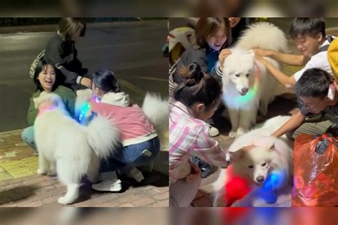 女子遛狗偶遇漂亮妹妹，狗子主动躺下求撸，分别时一举动笑翻网友搞笑萌宠