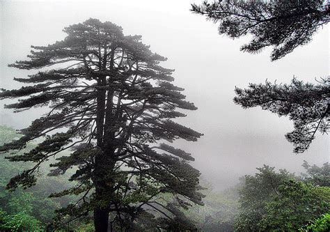 团结松 清凉亭 白龙桥 第10页 大山谷图库
