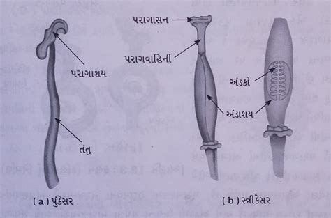 Class 7 Science Chapter 8 Swadhyay ધોરણ 7 વિજ્ઞાન પાઠ 8 સ્વાધ્યાય
