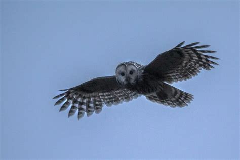 Krafty Sprouts Media Llc On Linkedin 15 Bird Names That Start With U