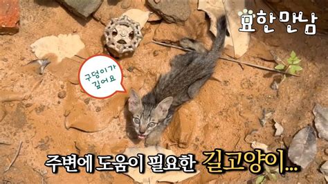묘한 만남┃주변에 도움이 필요한 길고양이 Youtube