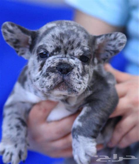 فرنش بول دوج استيراد بالطلب اوروبا بلو و ميرل و جميع الالوان