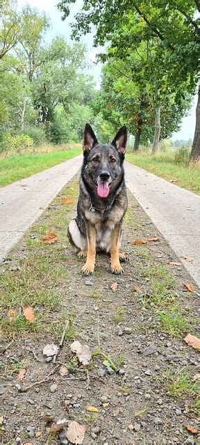 German Shepherd Fall Free Photo On Pixabay Pixabay