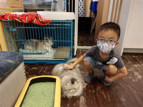 山系小達人﹝雞丁暟遊天下﹞ 【暟。玩。樂】36 蒙羅麗莎「貓像」【cat Cafe 4】