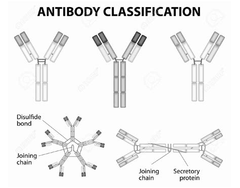 Antibody Classification Quiz