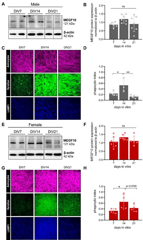 Megf10 Expression In The Cortex And Astrocyte Phagocytic Capacity In