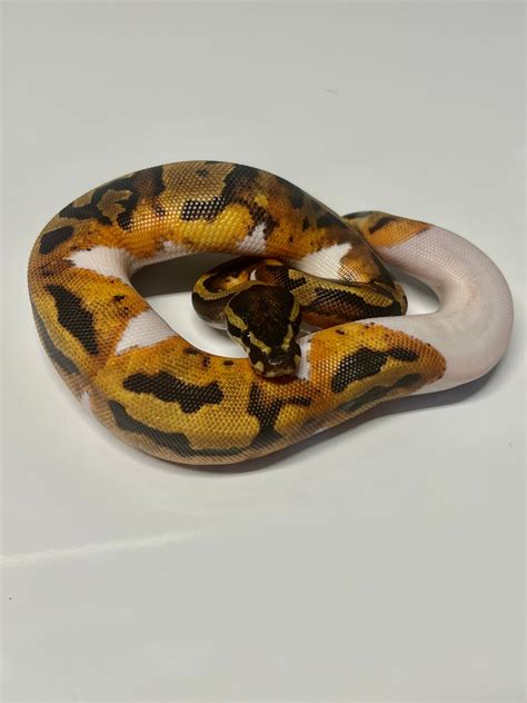 Piebald Ball Python By Mgmorphs Morphmarket